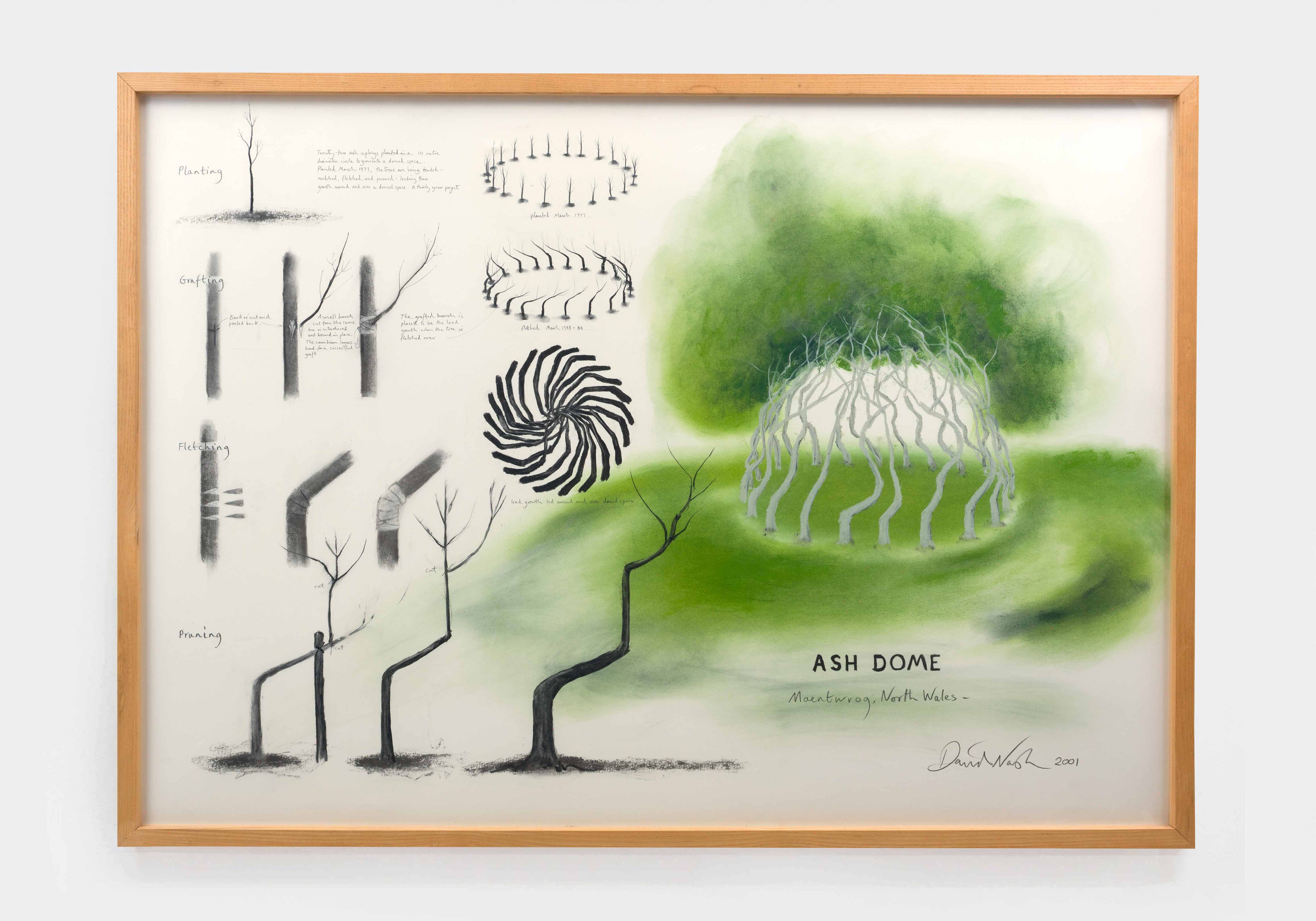 Ash Dome (Project Drawing) An artwork of David Nash